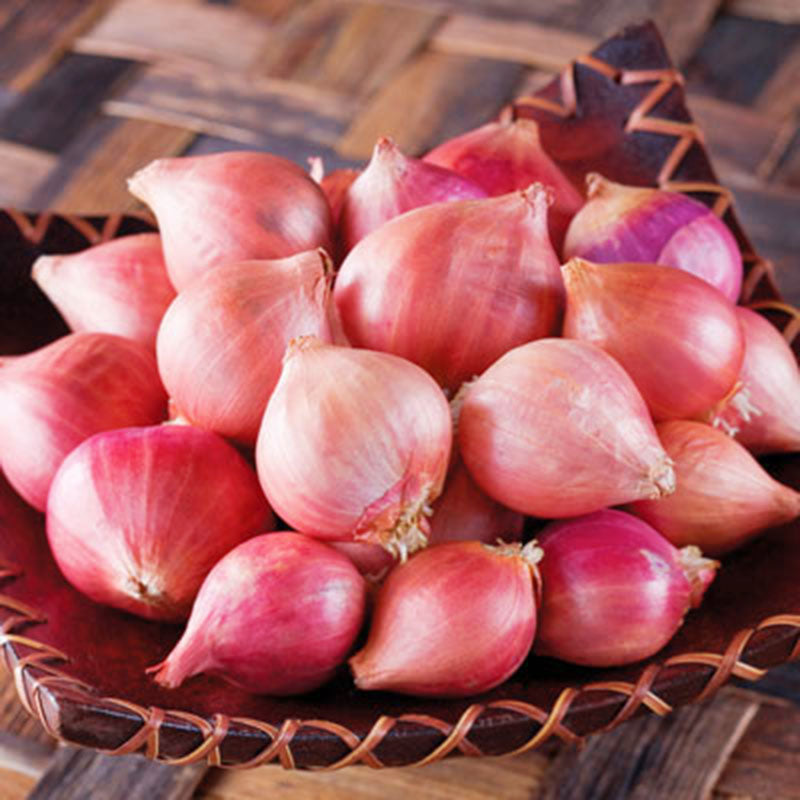 Shallot Sets - Nero – Harris Seeds