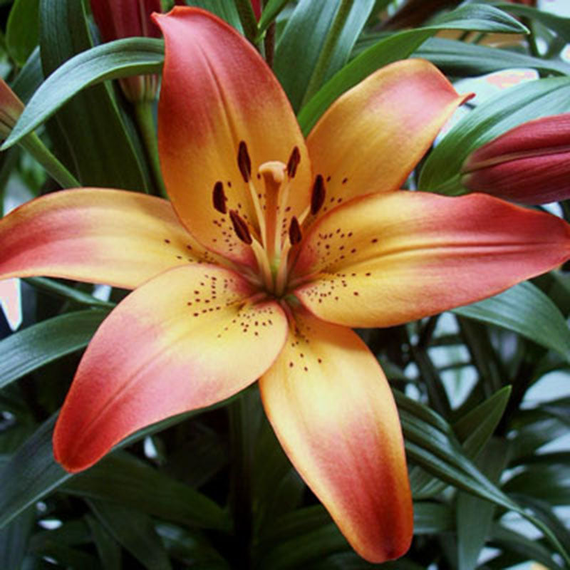 Lily Royal Sunset Bulbs – Harris Seeds