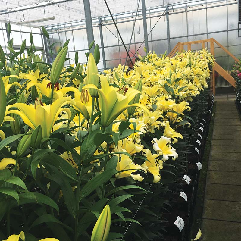 Lily Yelloween Bulbs – Harris Seeds