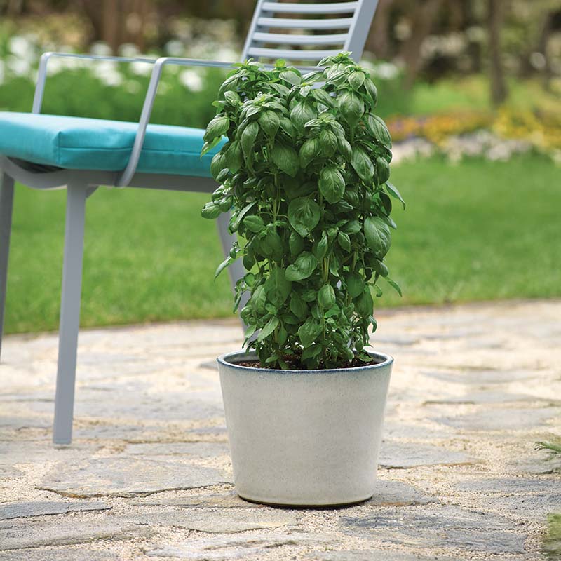 Basil Everleaf Emerald Towers Seed – Harris Seeds