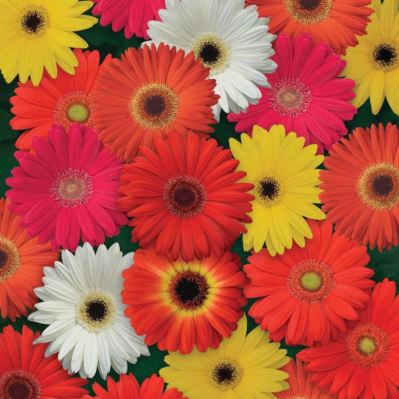Gerbera Colorbloom Mix Seed – Harris Seeds