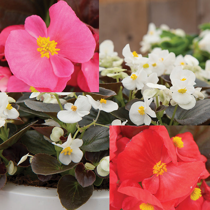 Begonia Senator iQ Mix F1 Seed – Harris Seeds