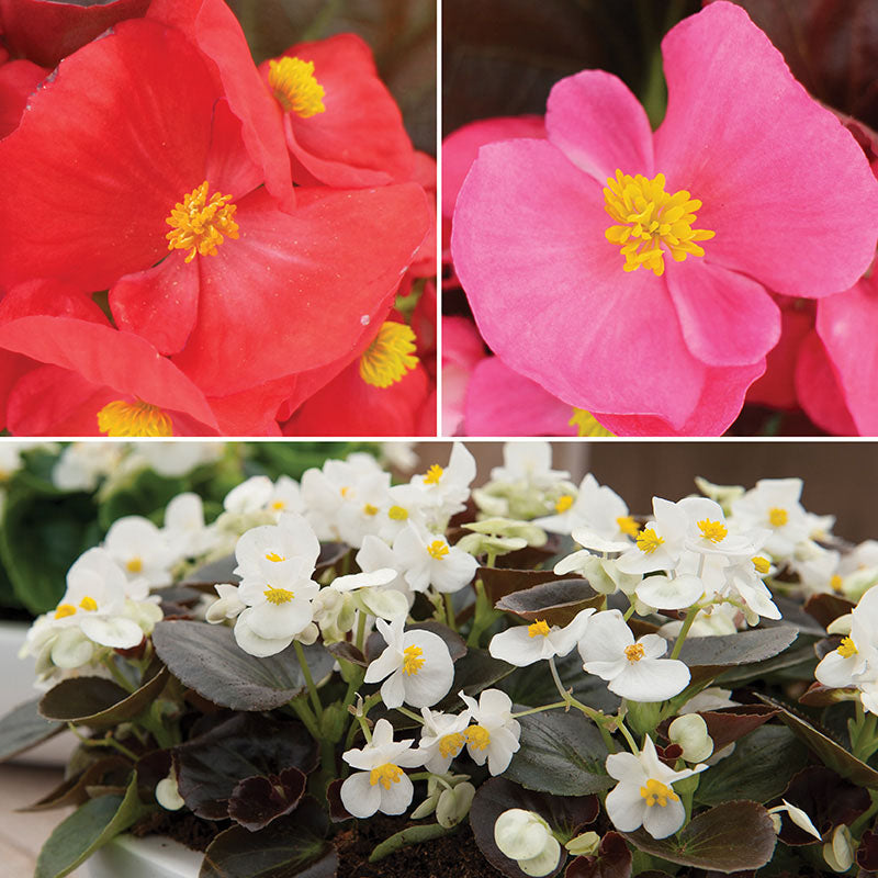 Begonia Senator iQ Mix F1 Seed – Harris Seeds