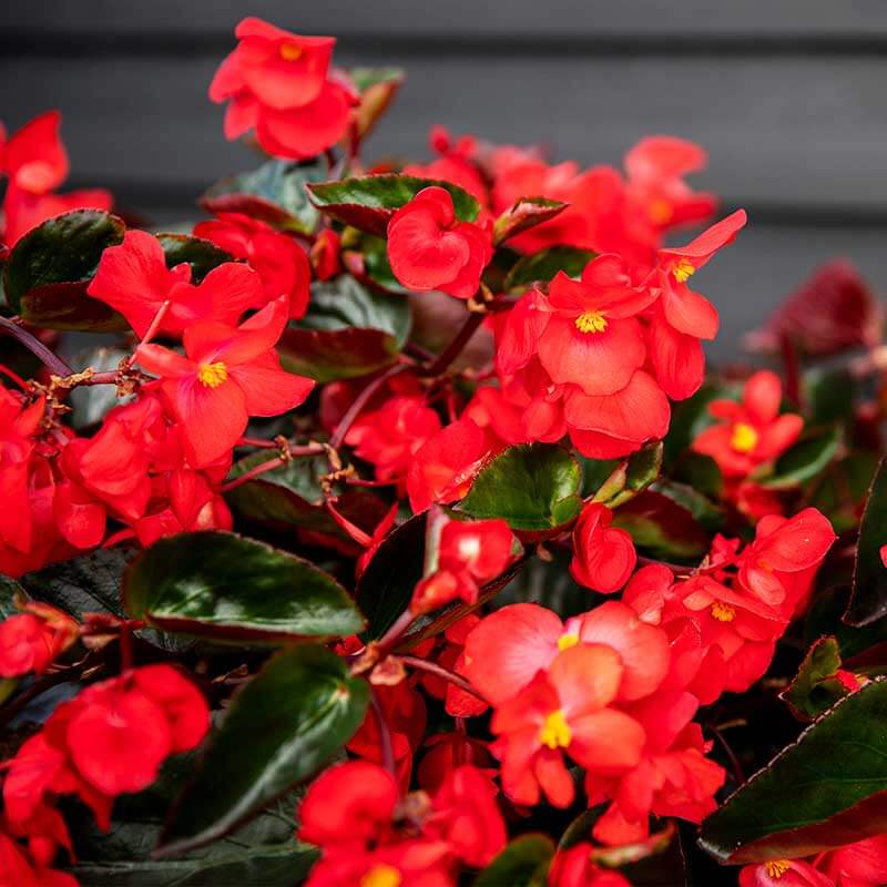 Begonia Viking Explorer Green Leaf Red F1 Seed – Harris Seeds