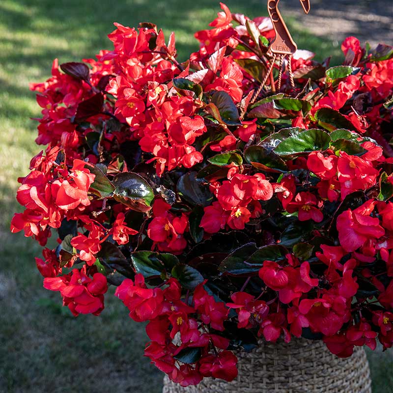 Begonia Viking Explorer Green Leaf Red F1 Seed – Harris Seeds