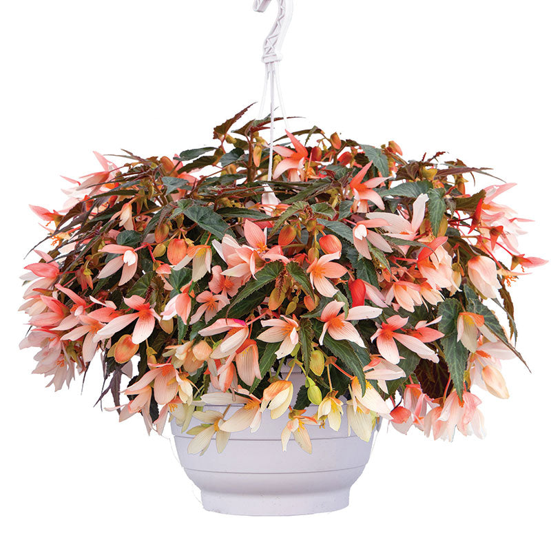 Begonia Groovy Salmon Bicolor F1 Seed – Harris Seeds