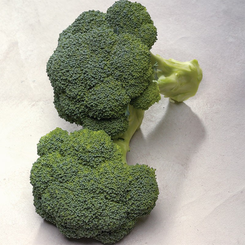 Broccoli Diplomat F1 Seed – Harris Seeds