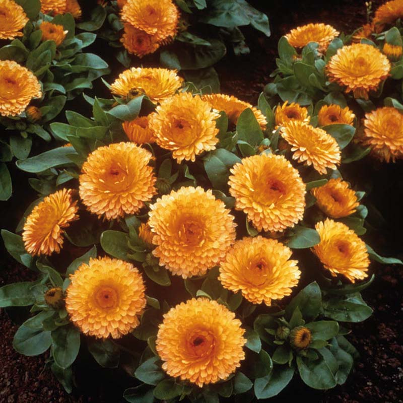 Calendula Bon Bon Apricot Seed – Harris Seeds