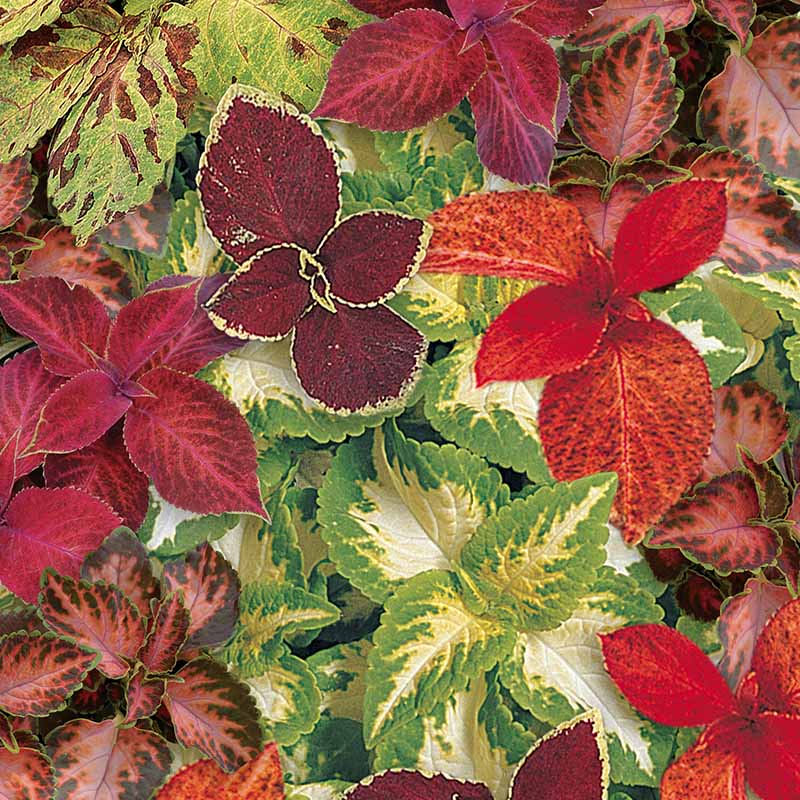 Coleus Wizard Select Mix Seed – Harris Seeds