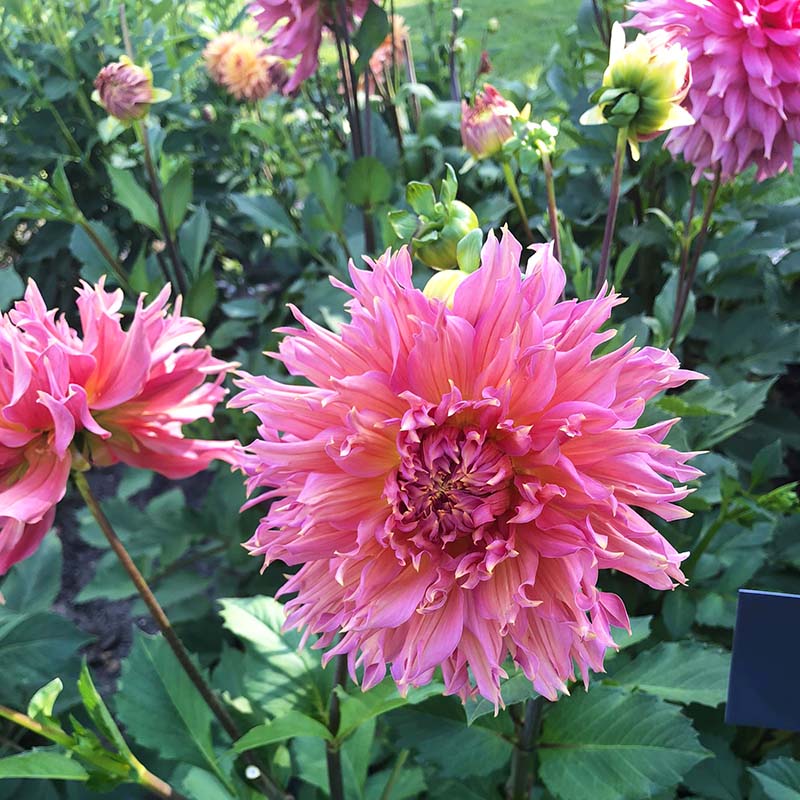Dahlia Omega Tubers – Harris Seeds
