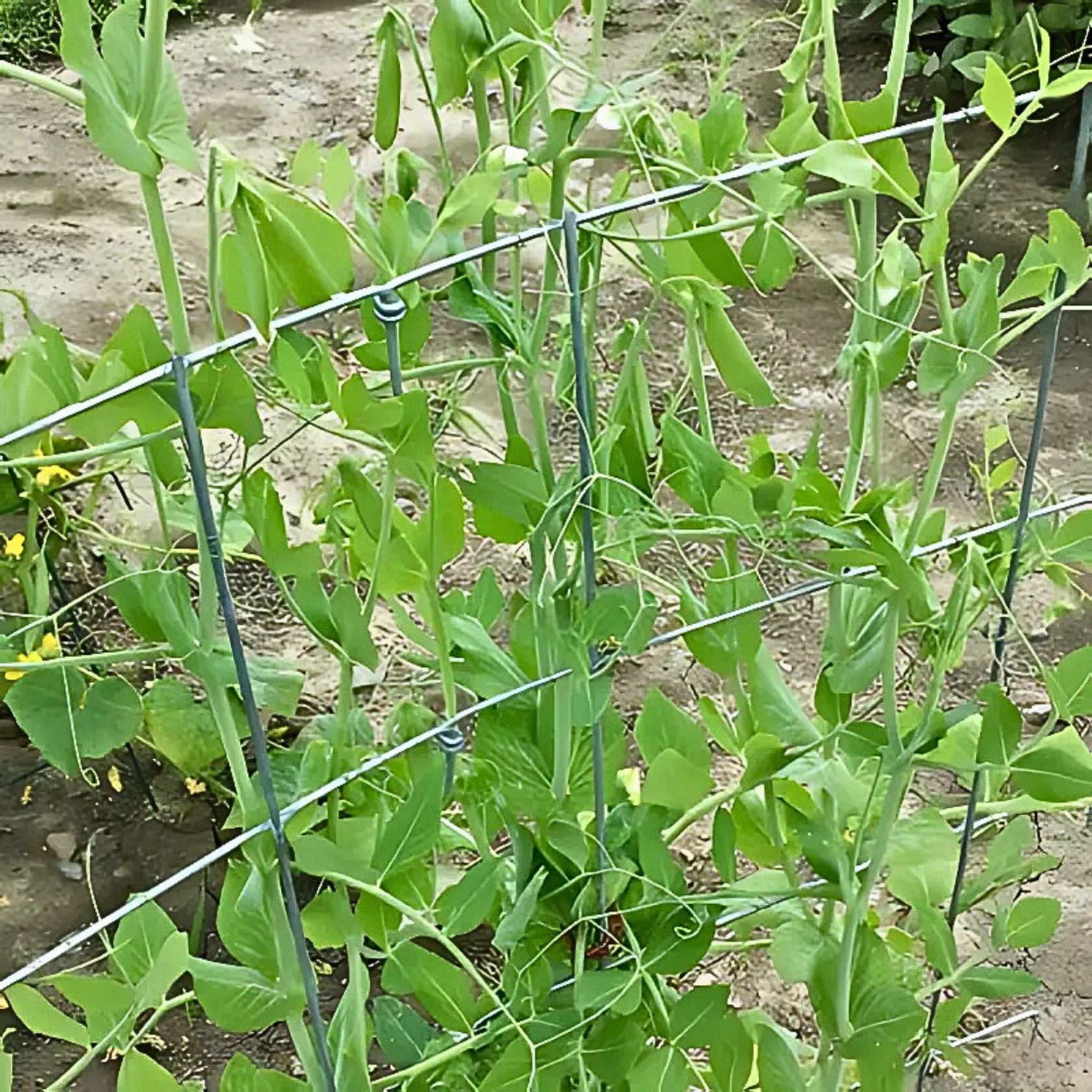 Folding Pea Trellis/Fence – Harris Seeds