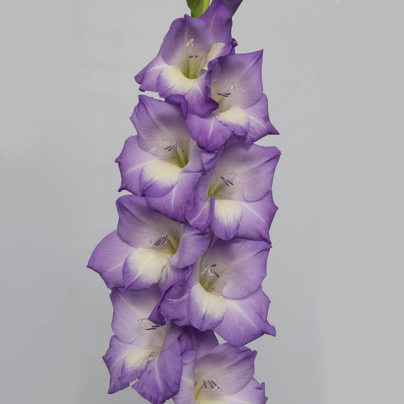 Gladiolus Blue Storm Corms – Harris Seeds