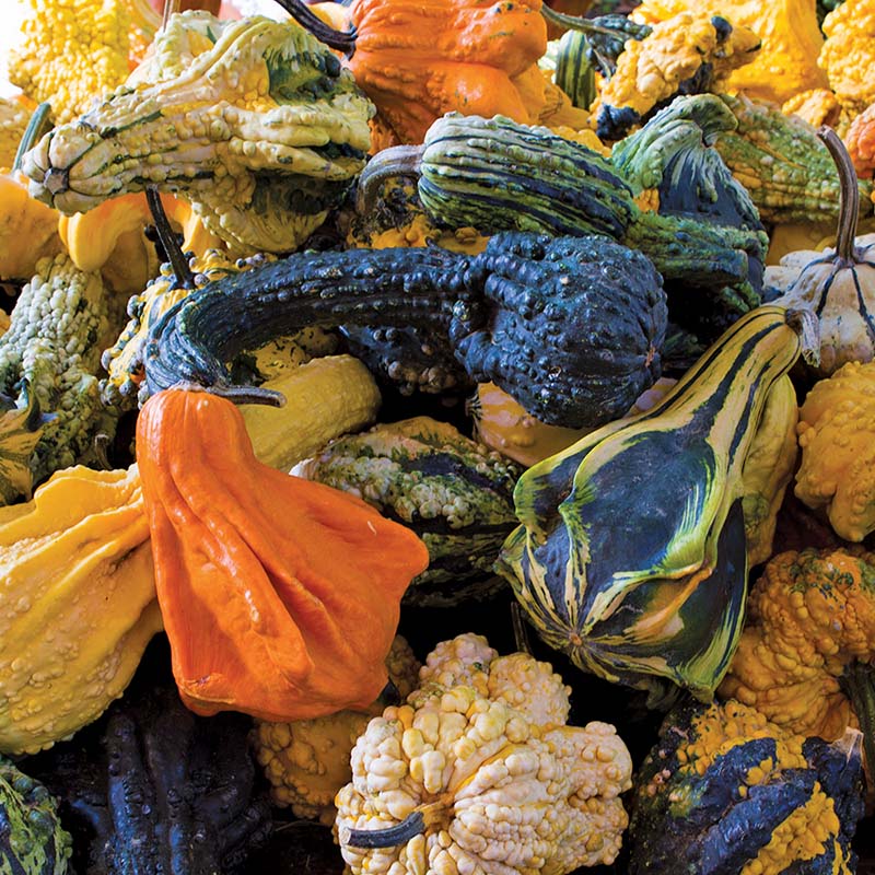 Gourd Autumn Wings Large Seed – Harris Seeds