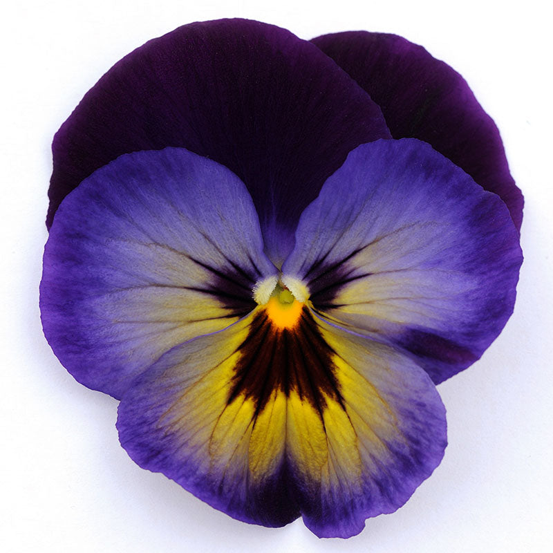 Pansy Matrix Midnight Glow F1 Seed – Harris Seeds