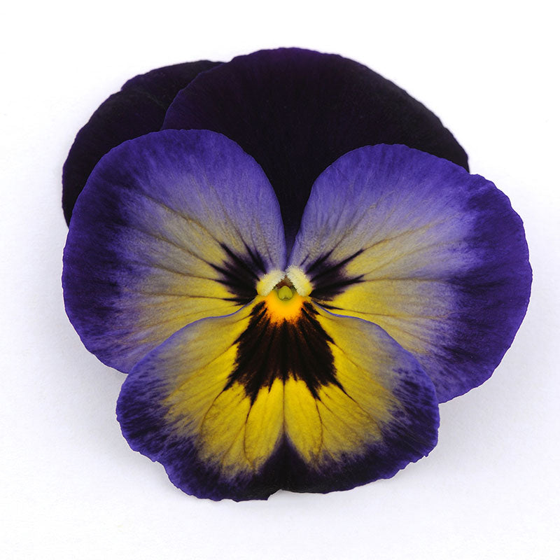 Pansy Matrix Midnight Glow F1 Seed – Harris Seeds