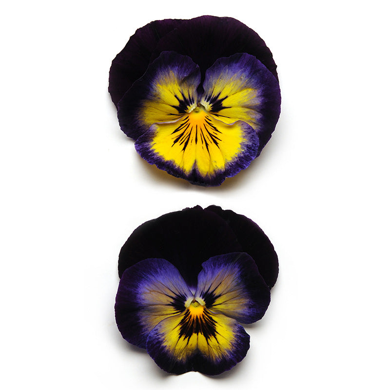 Pansy Matrix Midnight Glow F1 Seed – Harris Seeds