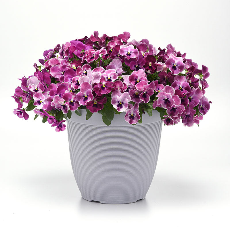Pansy Top Wave Pink Shades F1 Seed – Harris Seeds