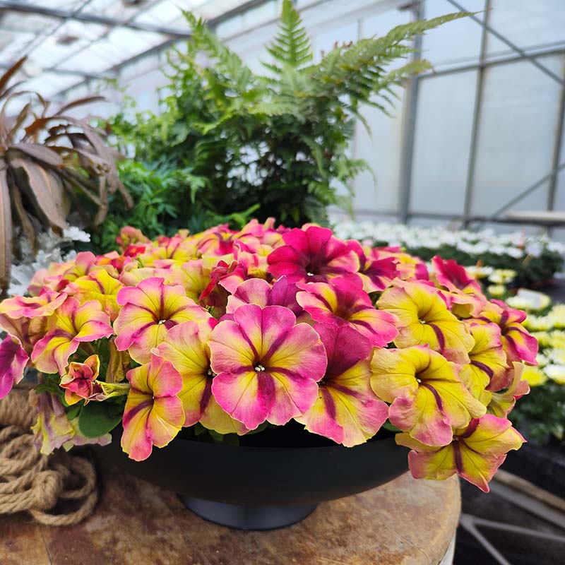 Petunia Shake Raspberry F1 Seed – Harris Seeds