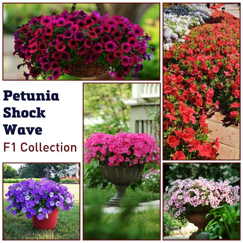 Petunia Shock Wave F1 Collection Seed – Harris Seeds