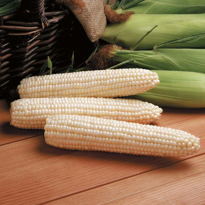 20+ White Sweet Corn Varieties Available – Harris Seeds