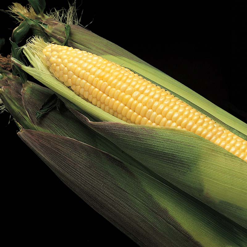Sweet Corn Kandy Korn F1 Raw Untreated - 100,000 seeds – Harris Seeds