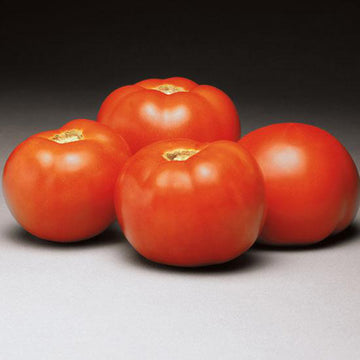 Buy Tomato Seeds - Grow The Best Tomatoes – Harris Seeds