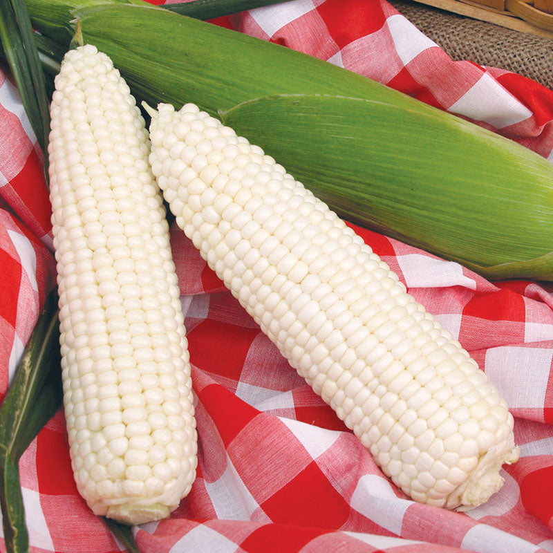 Sweet Corn Silver Queen F1 Seed – Harris Seeds