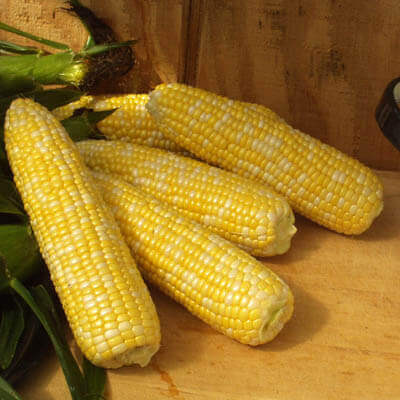 Sweet Corn Xtra-Tender 274A F1 Seed – Harris Seeds