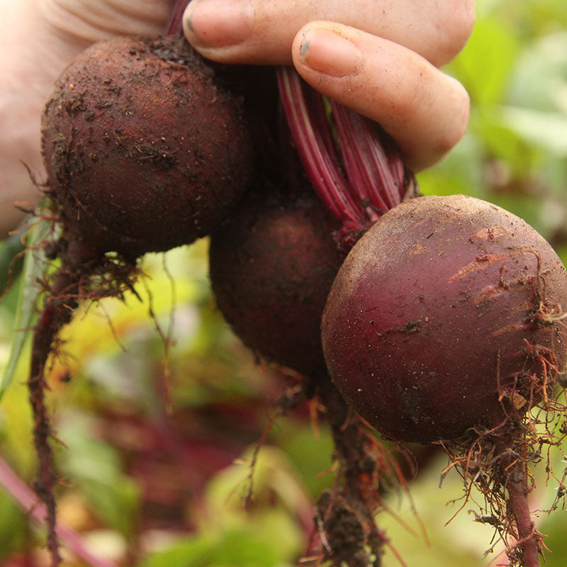 Beet Merlin F1 Seed – Harris Seeds