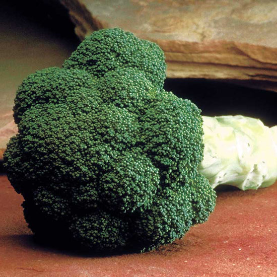 Broccoli Marathon F1 Seed – Harris Seeds