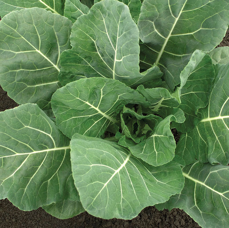 Collard Flash F1 Seed – Harris Seeds