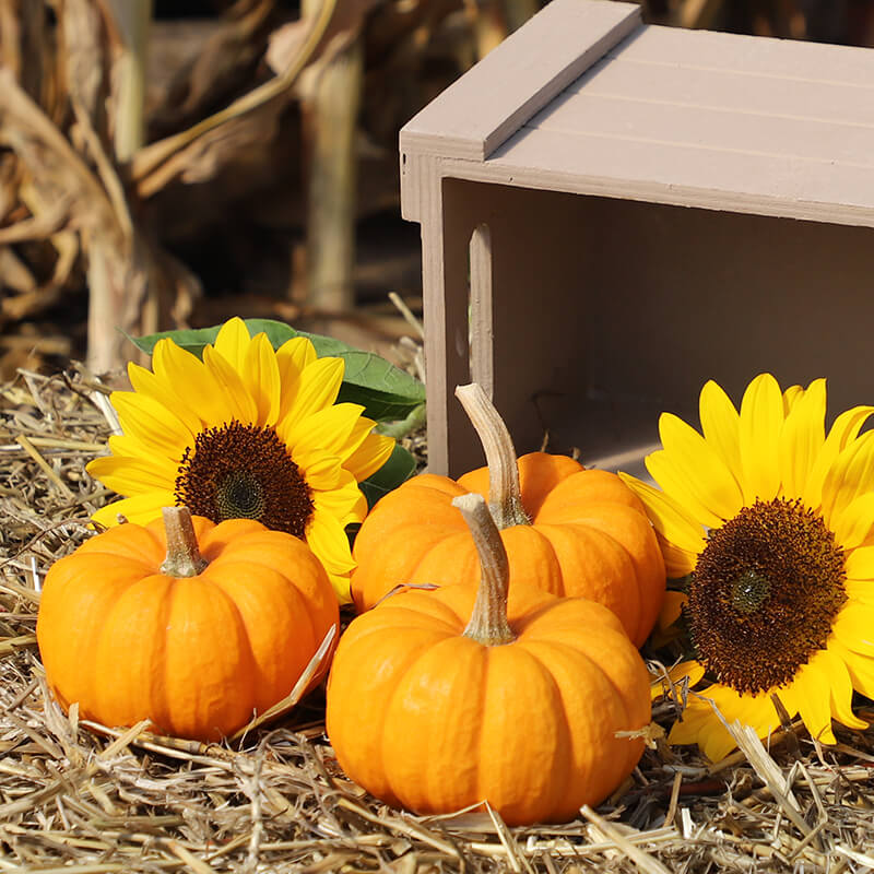 Pumpkin Munchkin Seed – Harris Seeds