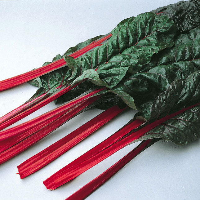 Swiss Chard Rhubarb Chard Seed – Harris Seeds
