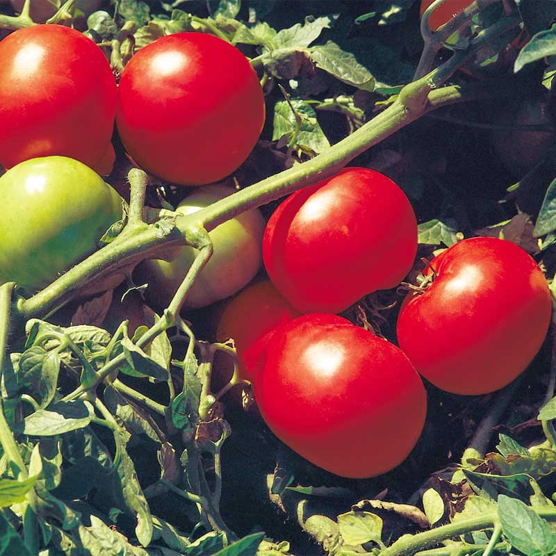 Tomato Supersonic F1 Seed – Harris Seeds