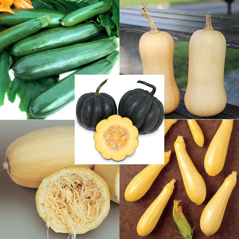 Squash Seed Collection - All Season Seed – Harris Seeds