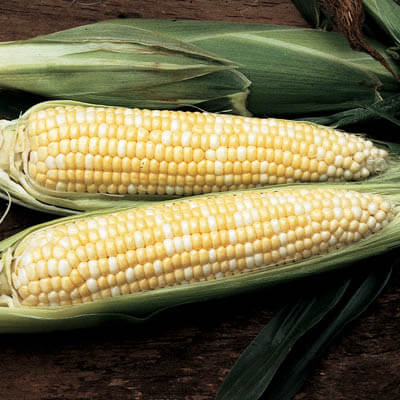 Sweet Corn Precious Gem F1 Seed – Harris Seeds