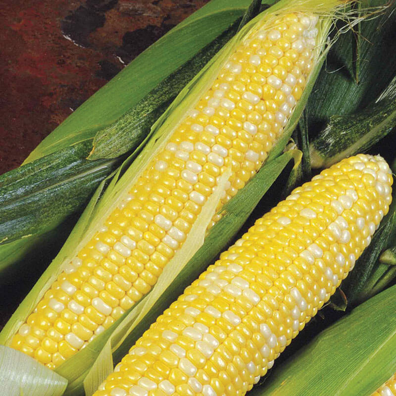 Sweet Corn Delectable F1 Seed – Harris Seeds