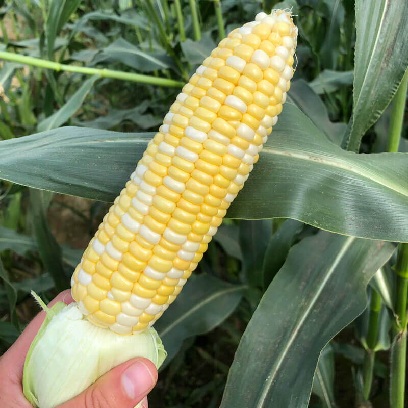 Sweet Corn Sweet Chorus F1 Seed – Harris Seeds