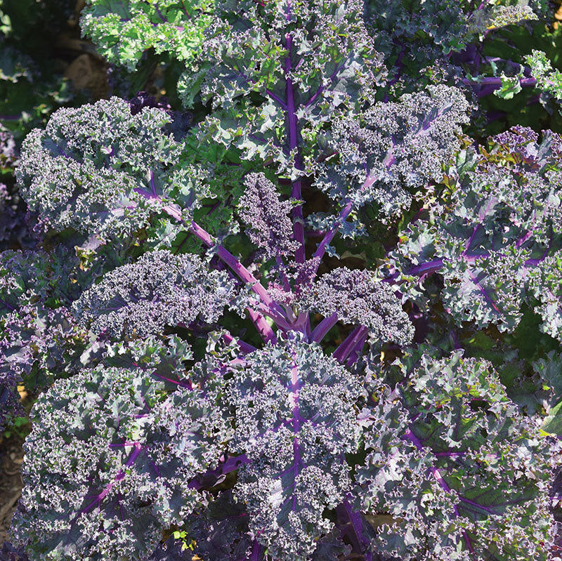 Kale Redbor F1 Seed – Harris Seeds