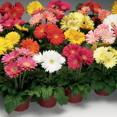 Gerbera Daisy Seeds – Harris Seeds