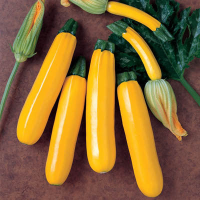 Squash Golden Rod F1 Seed – Harris Seeds