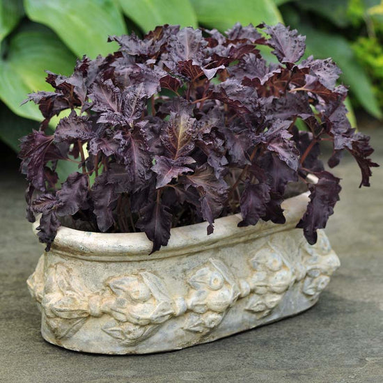 Basil Purple Ruffles Seed – Harris Seeds