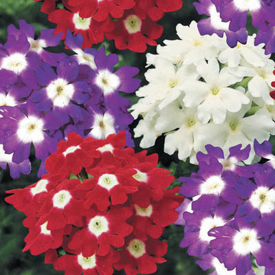 Verbena Obsession Spirit Mix Seed – Harris Seeds