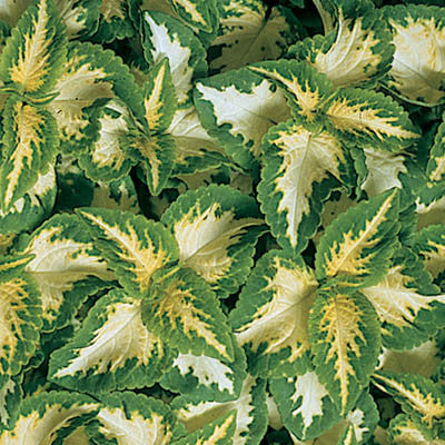 Coleus Wizard Jade Seed – Harris Seeds