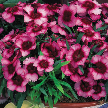 Dianthus Seeds - Buy Seeds for Dianthus – Harris Seeds