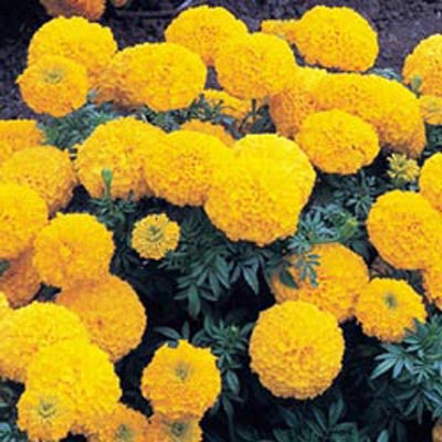 Marigold Inca II Gold F1 Seed – Harris Seeds