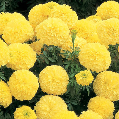 Marigold Inca II Primrose F1 Seed – Harris Seeds