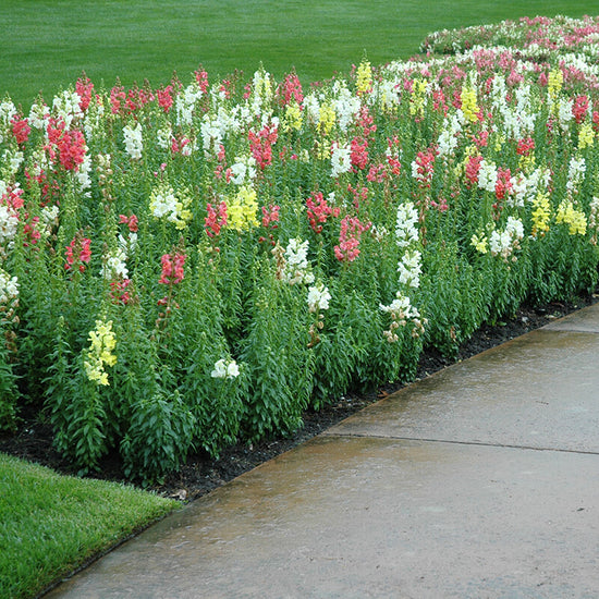Snapdragon Liberty Classic Mix F1 Seed – Harris Seeds