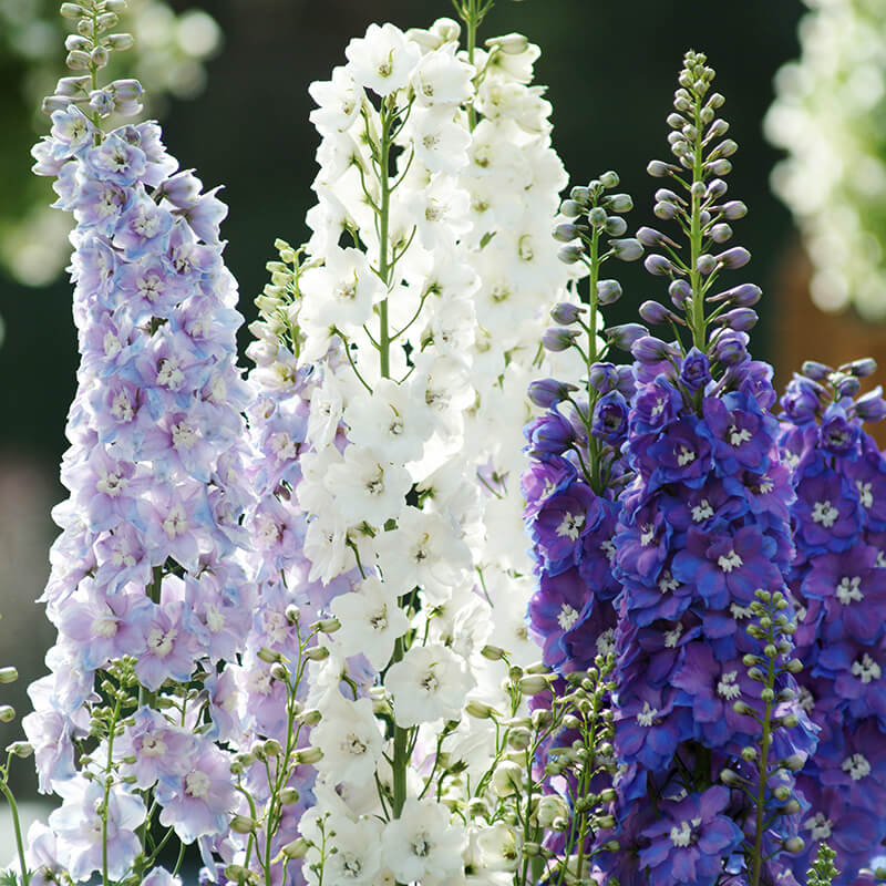 Delphinium Guardian Mix F1 Seed – Harris Seeds