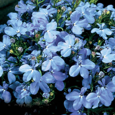 Lobelia Riviera Sky Blue Seed – Harris Seeds
